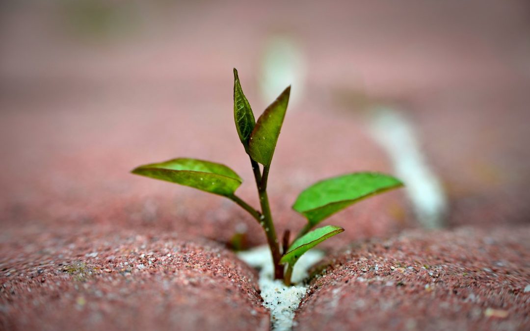 It is time to build your Adversity Quotient | SoME Education It is time to build your Adversity Quotient | SoME Education